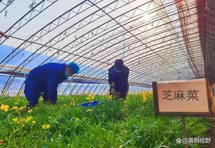种菜赚钱图标