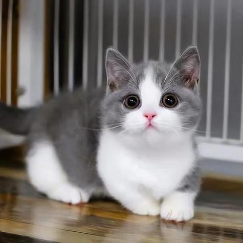 短腿猫价格多少钱一只截图