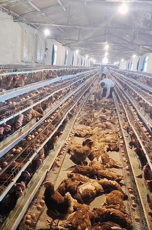 鸡场养殖场图片图标