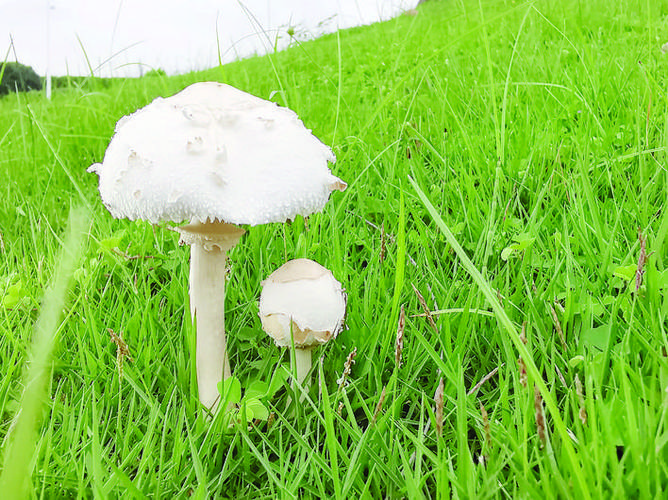蘑菇5秒跳转效果如何百度图标