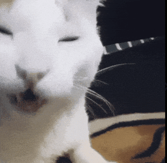 网红猫表情包图标