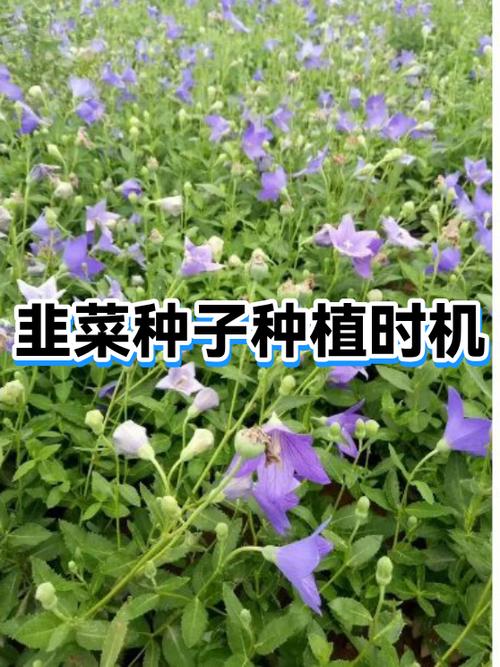 几月种韭菜时机最佳图标