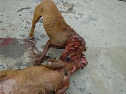 比特犬多少钱一只?图标
