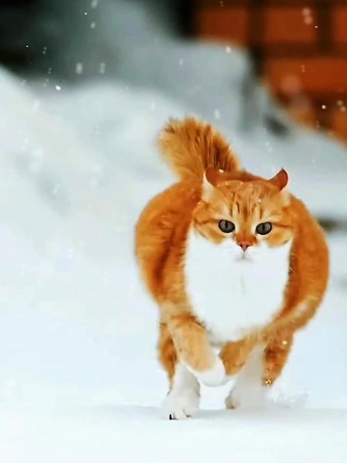 一只肥猫图标