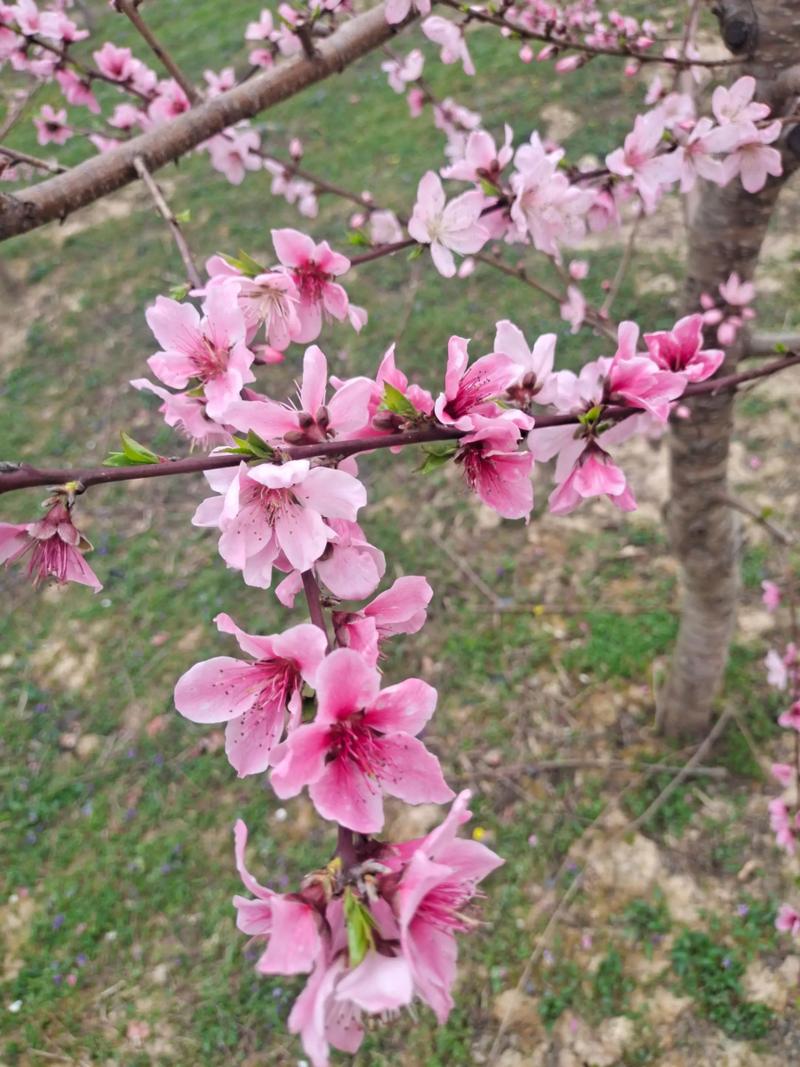 桃⊥花黄