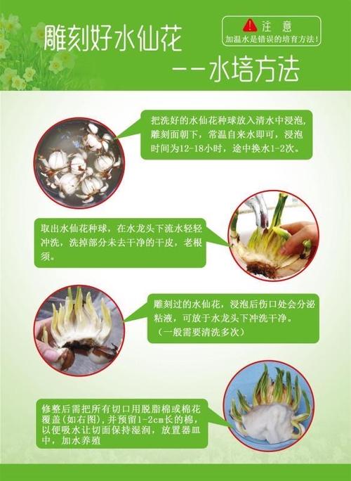 泡水仙花的方法图标