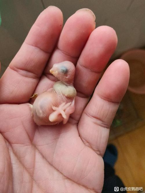 虎皮鹦鹉 幼鸟图标