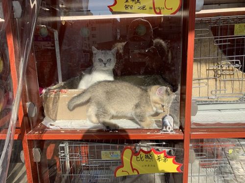 附近卖猫的市场在哪里图标