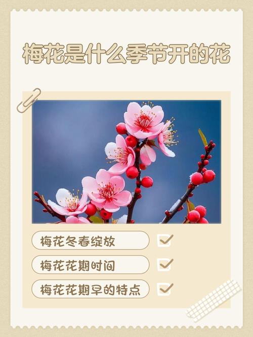 梅花几月份开花?截图