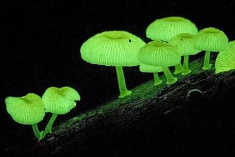 十大发光植物排名图标