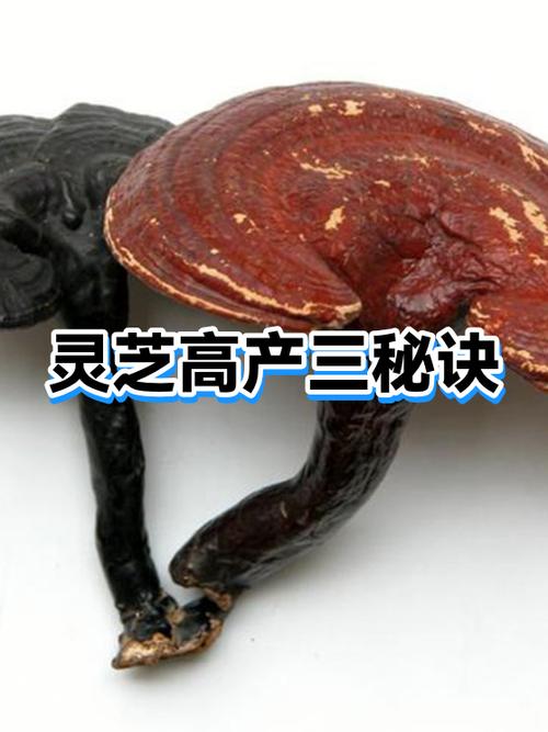 灵芝的三大特点图标