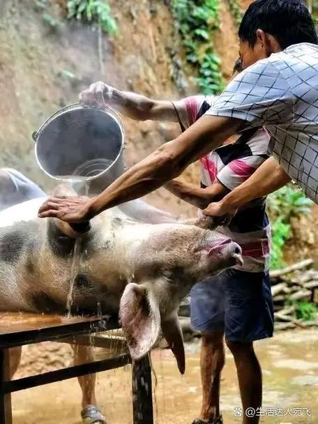 养猪达人提现图标