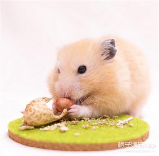 仓鼠喜欢吃什么食物图标