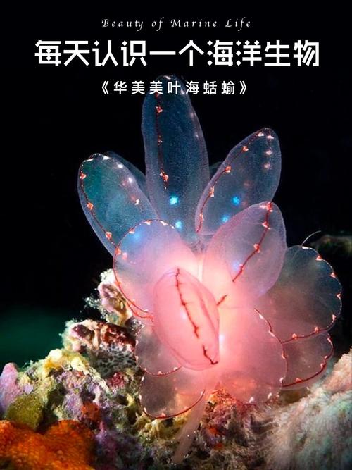 moo音乐悬浮歌词图标