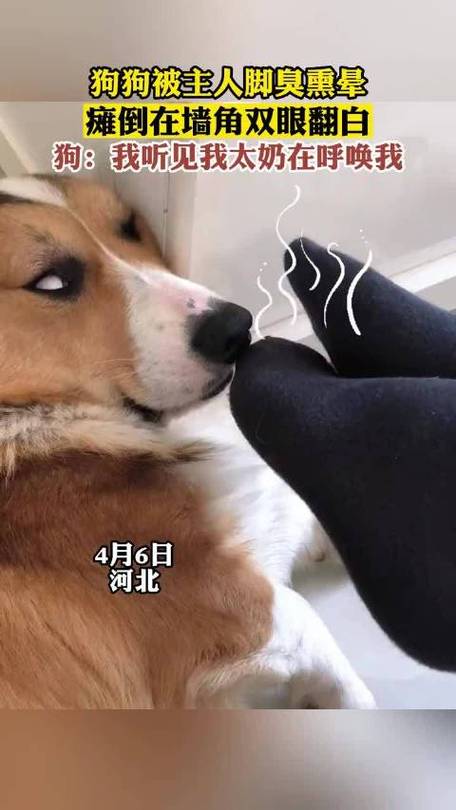脚臭的搞笑视频图标