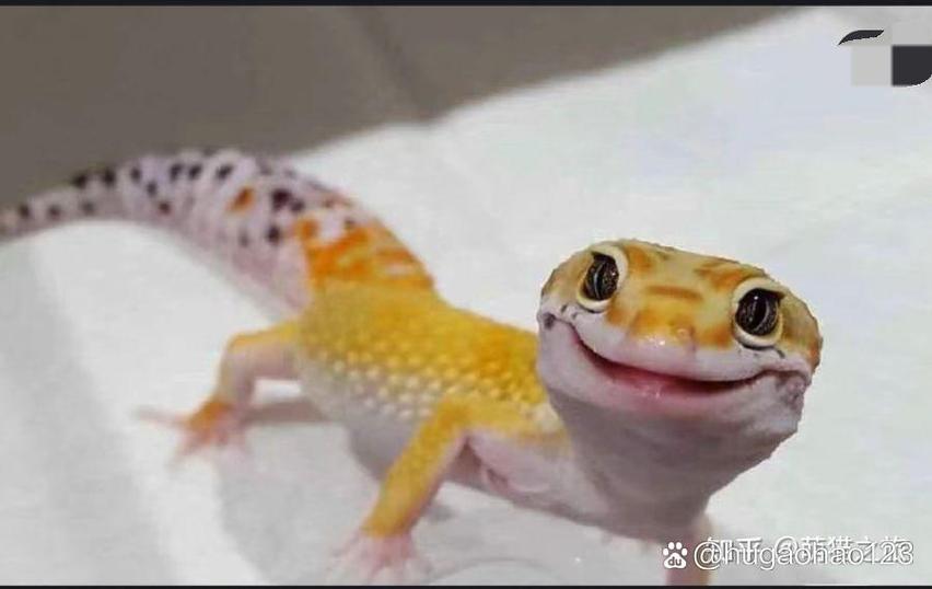 蜥蜴认主人吗图标
