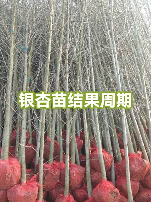 银杏树苗种多久才发芽图标