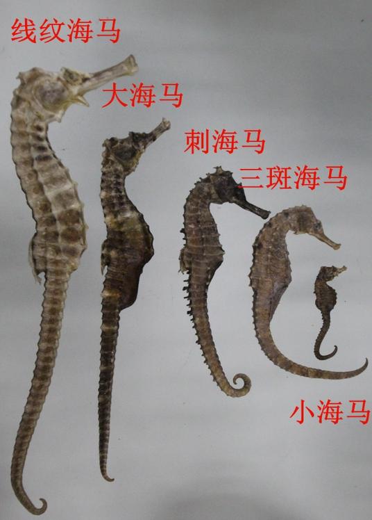 男生吃海马有什么作用图标