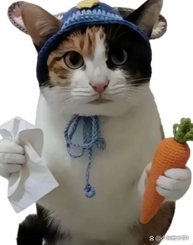 猫大截图