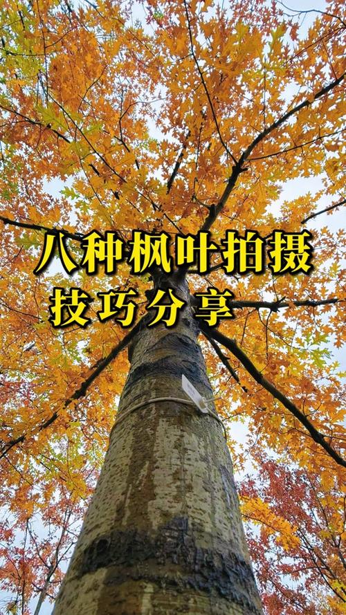 拍摄的技巧图标