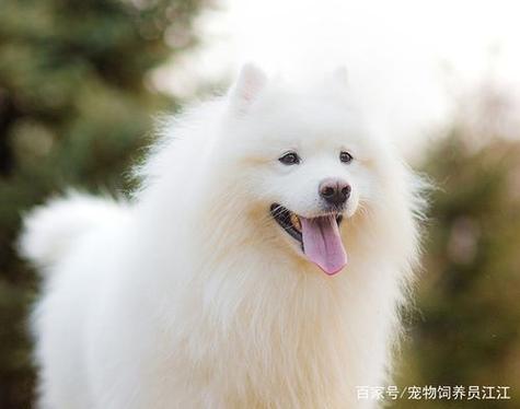 神级宠物饲养员开局契约雷系宠物图标