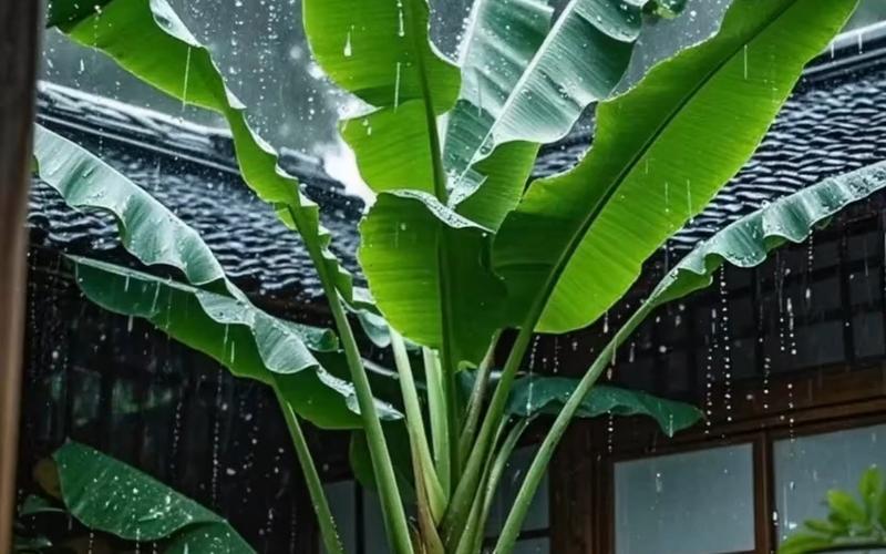 秋雨打芭蕉图标