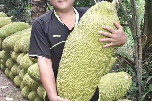 菠萝蜜多少钱一个截图