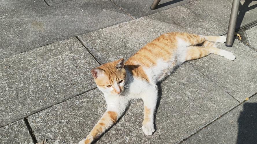 晒猫朋友圈