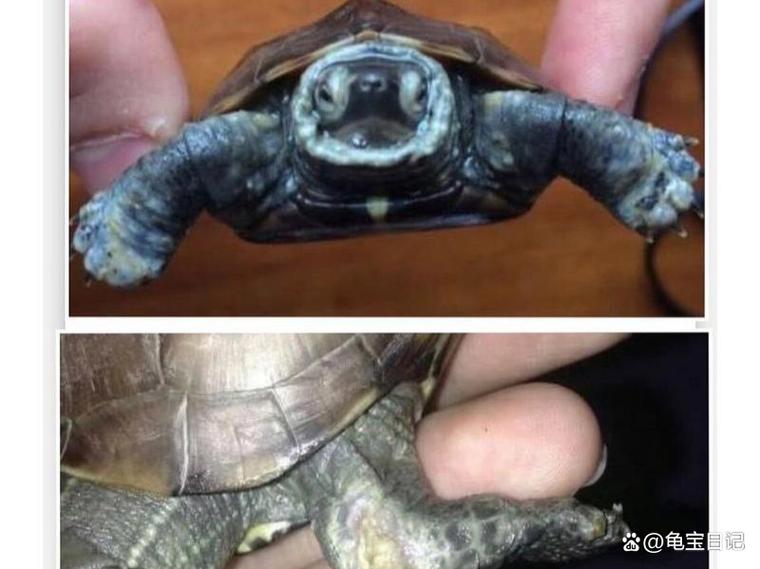 乌龟什么时候脱一次壳图标