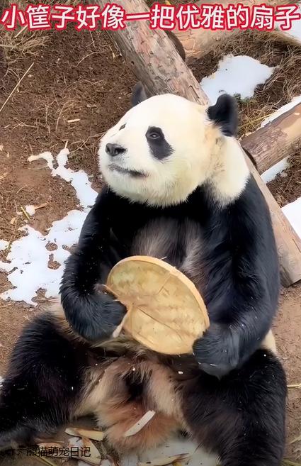 河南有大熊猫么图标