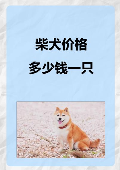 柴犬什么颜色的最贵截图
