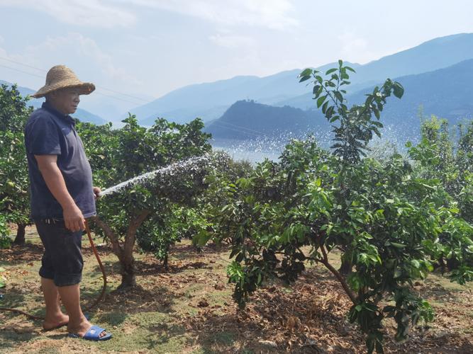 给果树浇水送水果是真的吗图标