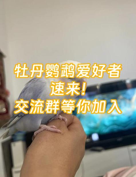 鹦鹉交流群怎么进群