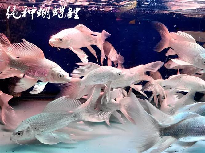 长尾龙凤锦鲤鱼图片