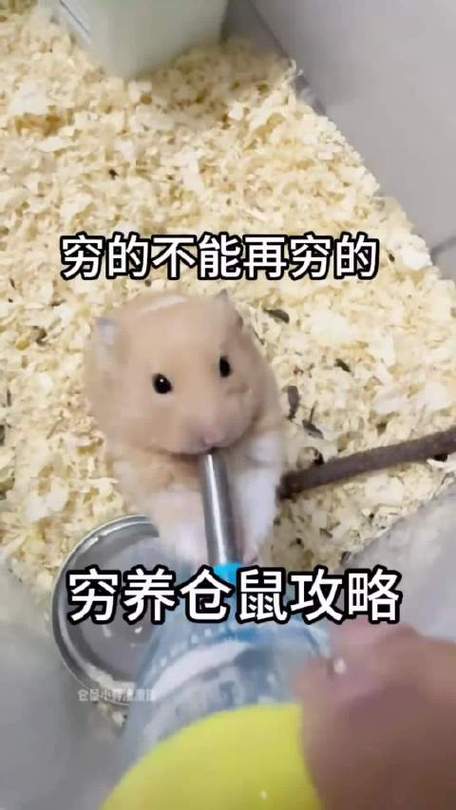 怎么穷养仓鼠图标