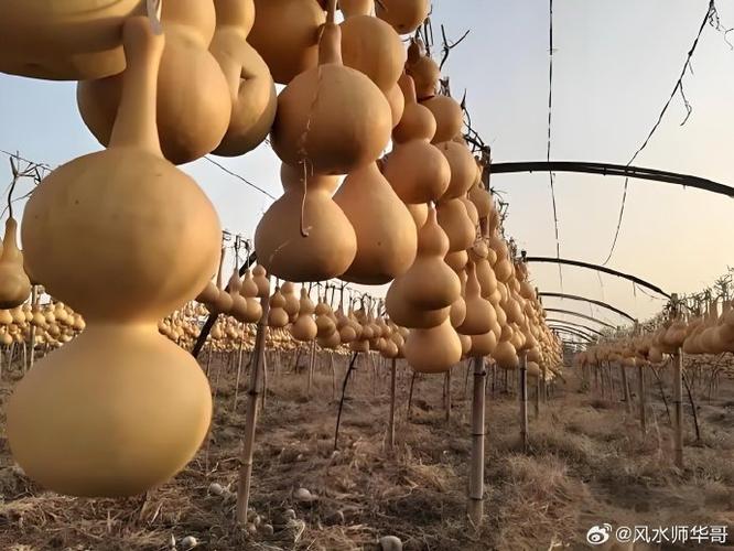 葫芦长成什么样是成熟了截图