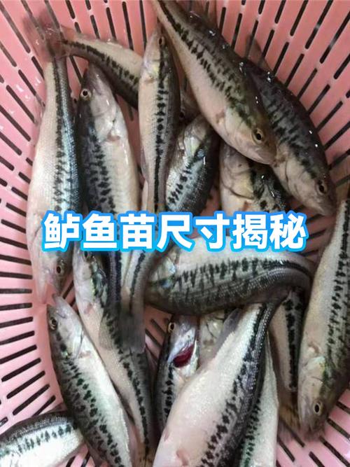 10公分鲈鱼苗价格图标