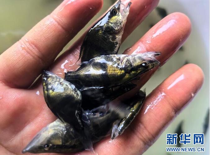 跑步鱼的做法图标