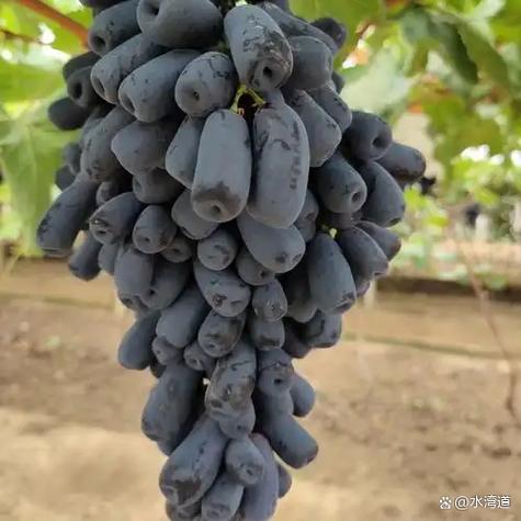 葡萄多汁的乳粮截图