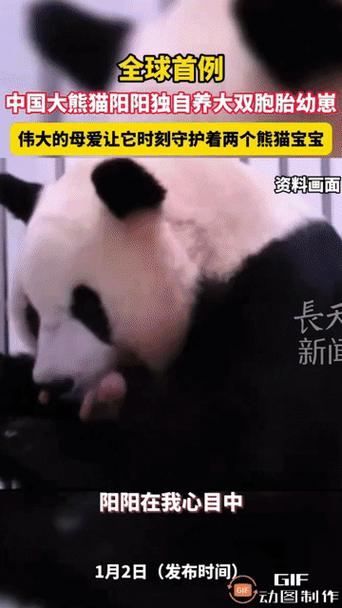 大熊猫可以养吗图标
