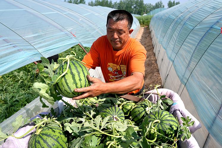 附近哪里有西瓜基地图标