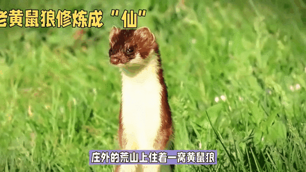 老黄鼠狼图标