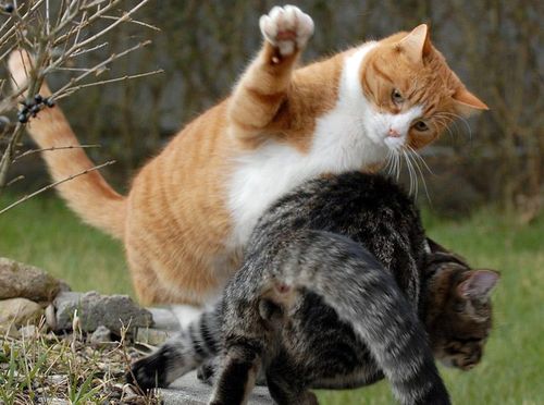 旧猫老追着打新猫图标