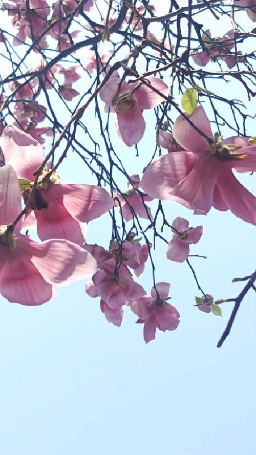 有信花