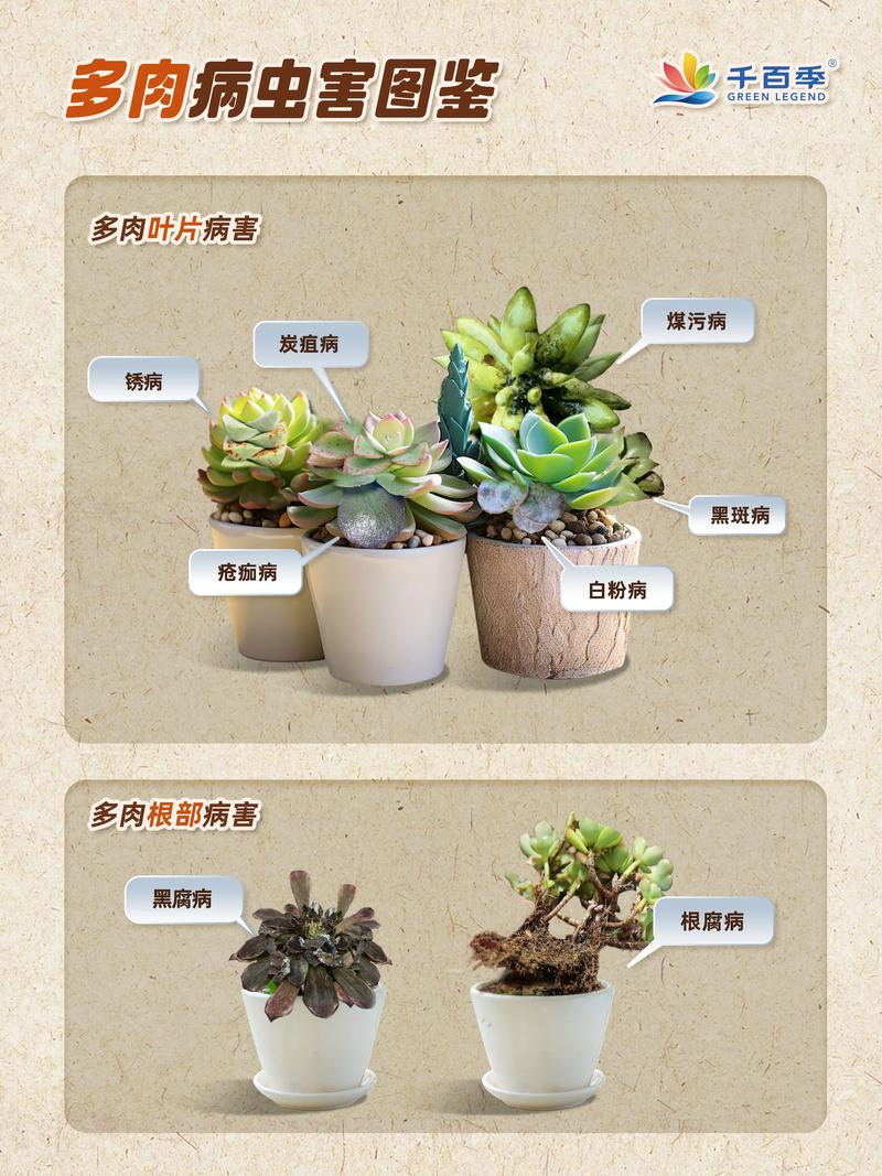 多肉小白虫最快方法
