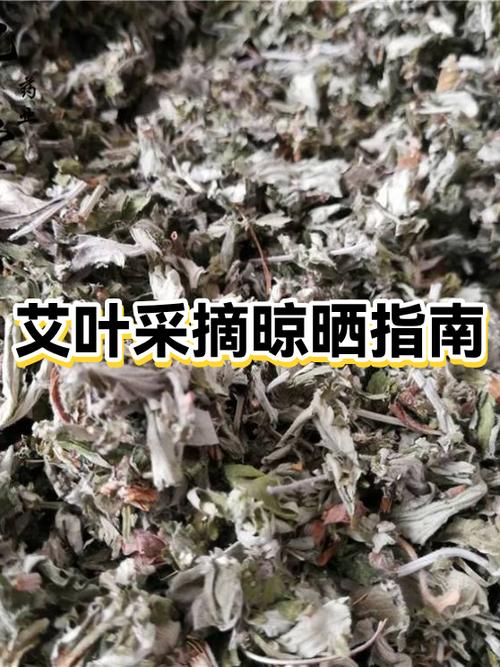 艾叶怎么晒干保存三年不坏图标