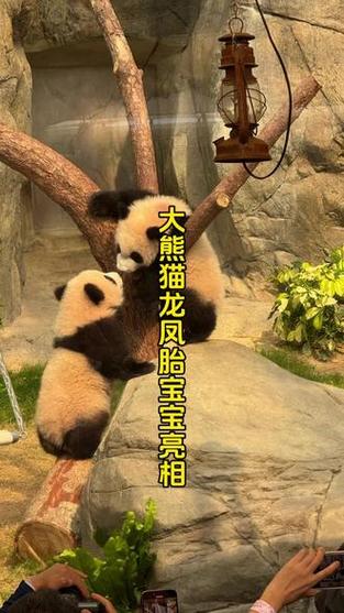 龙凤双胞胎宝宝图标