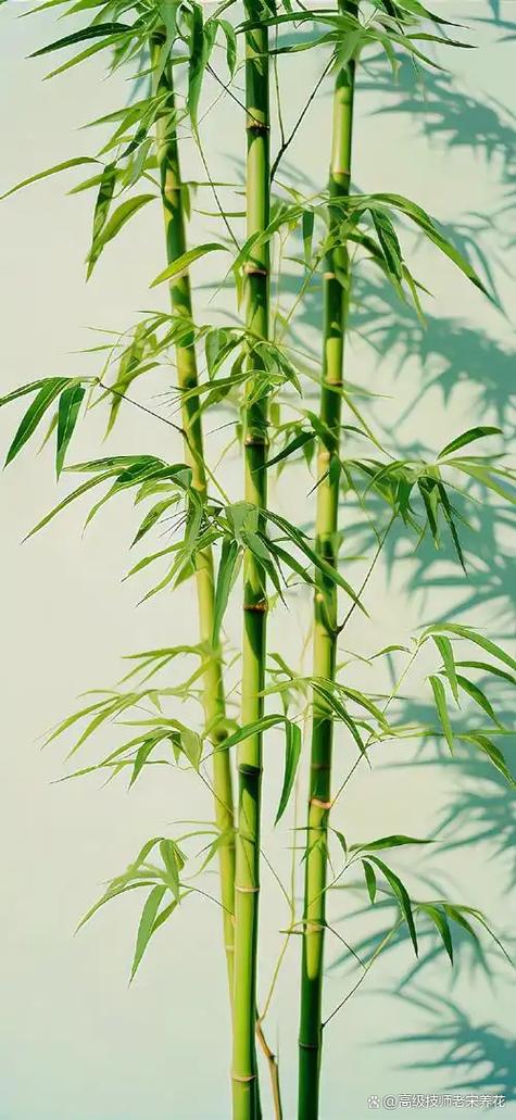 竹子最忌三种水游戏截图