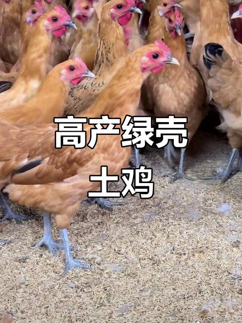 苏禽绿壳蛋鸡产蛋率图标