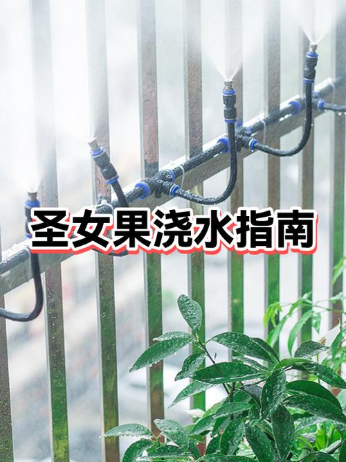 圣女果几天浇一次水图标
